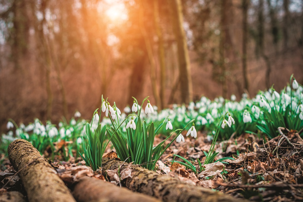 Spring is sprung | Tax Adviser