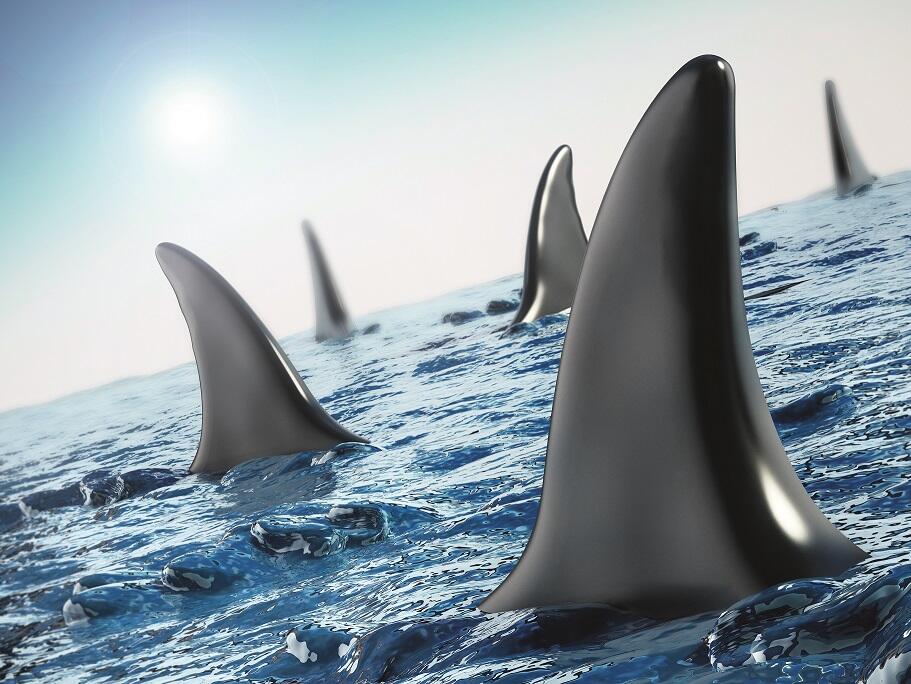 Shark Infested Waters