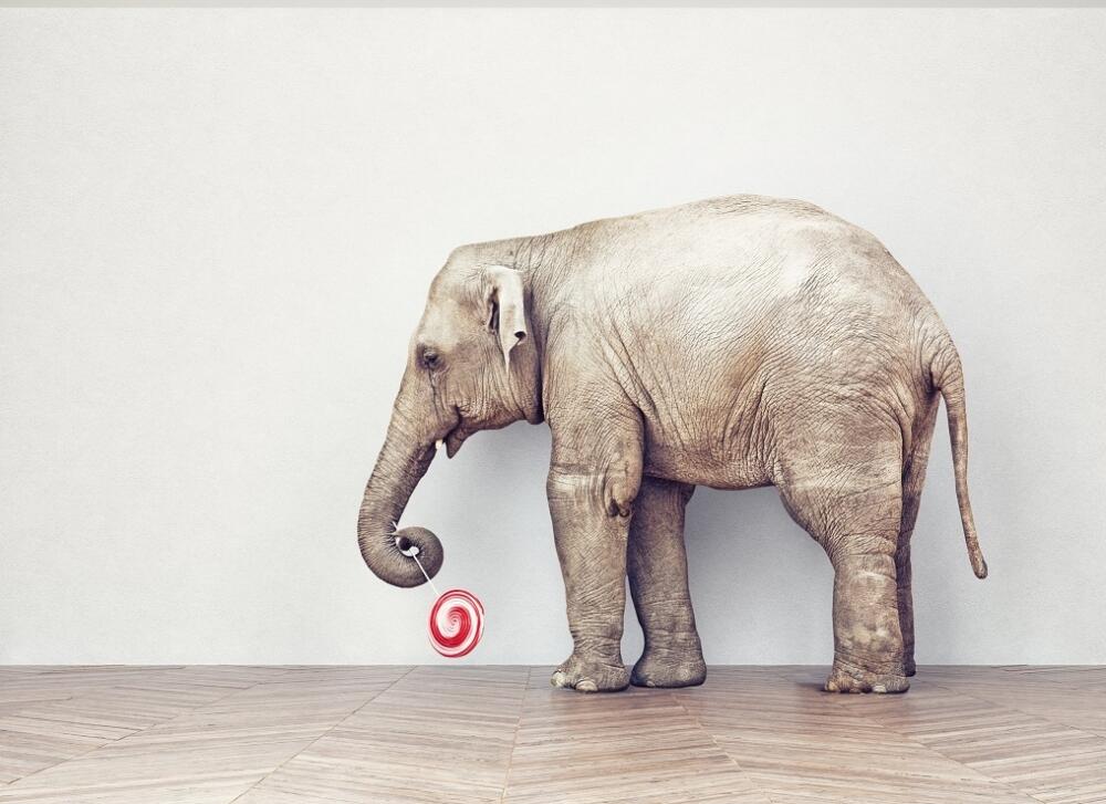 Elephant Tax